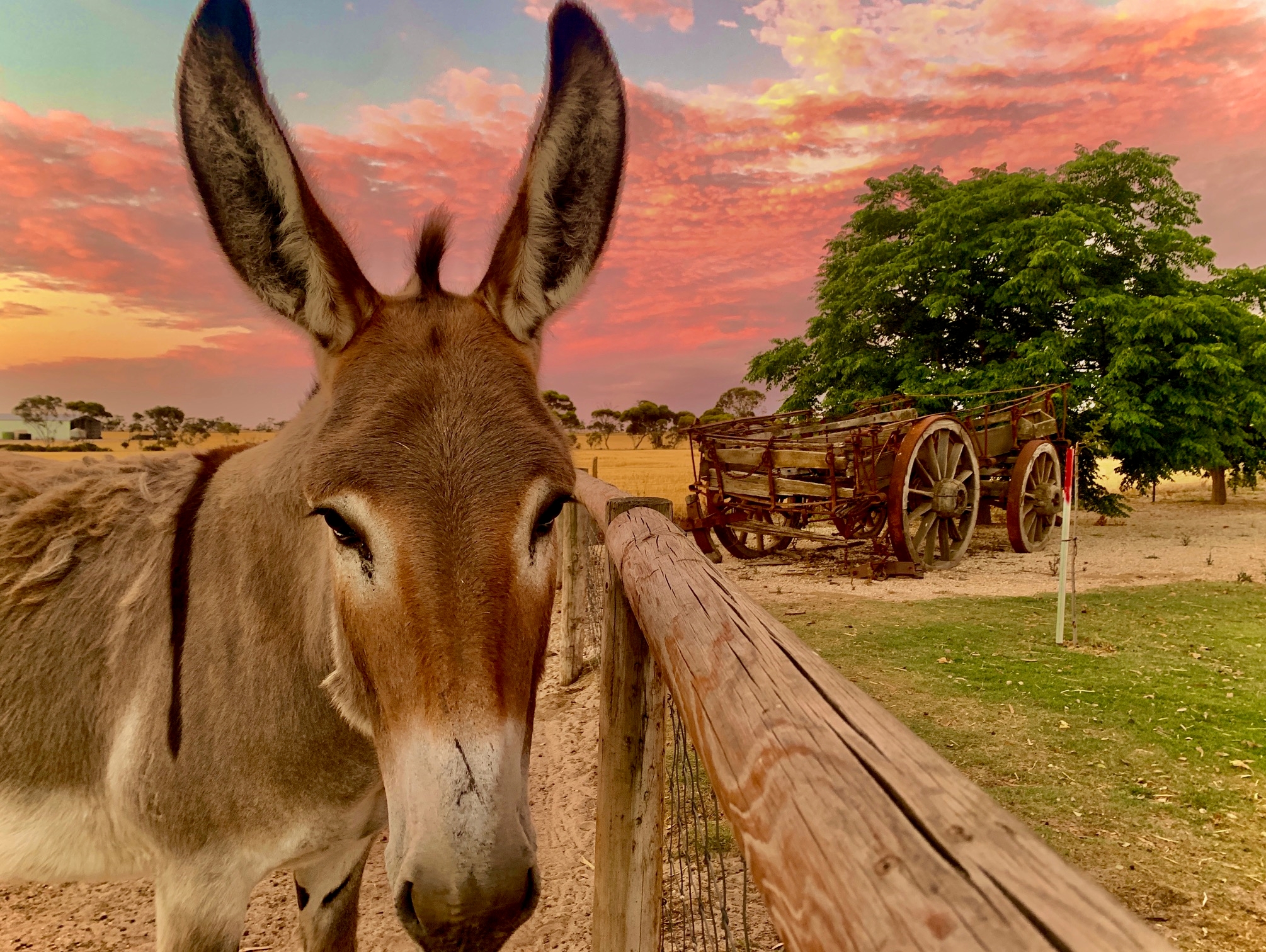 Redwing Farm Wedding Venue in Moonta | WeddingVenues.com.au