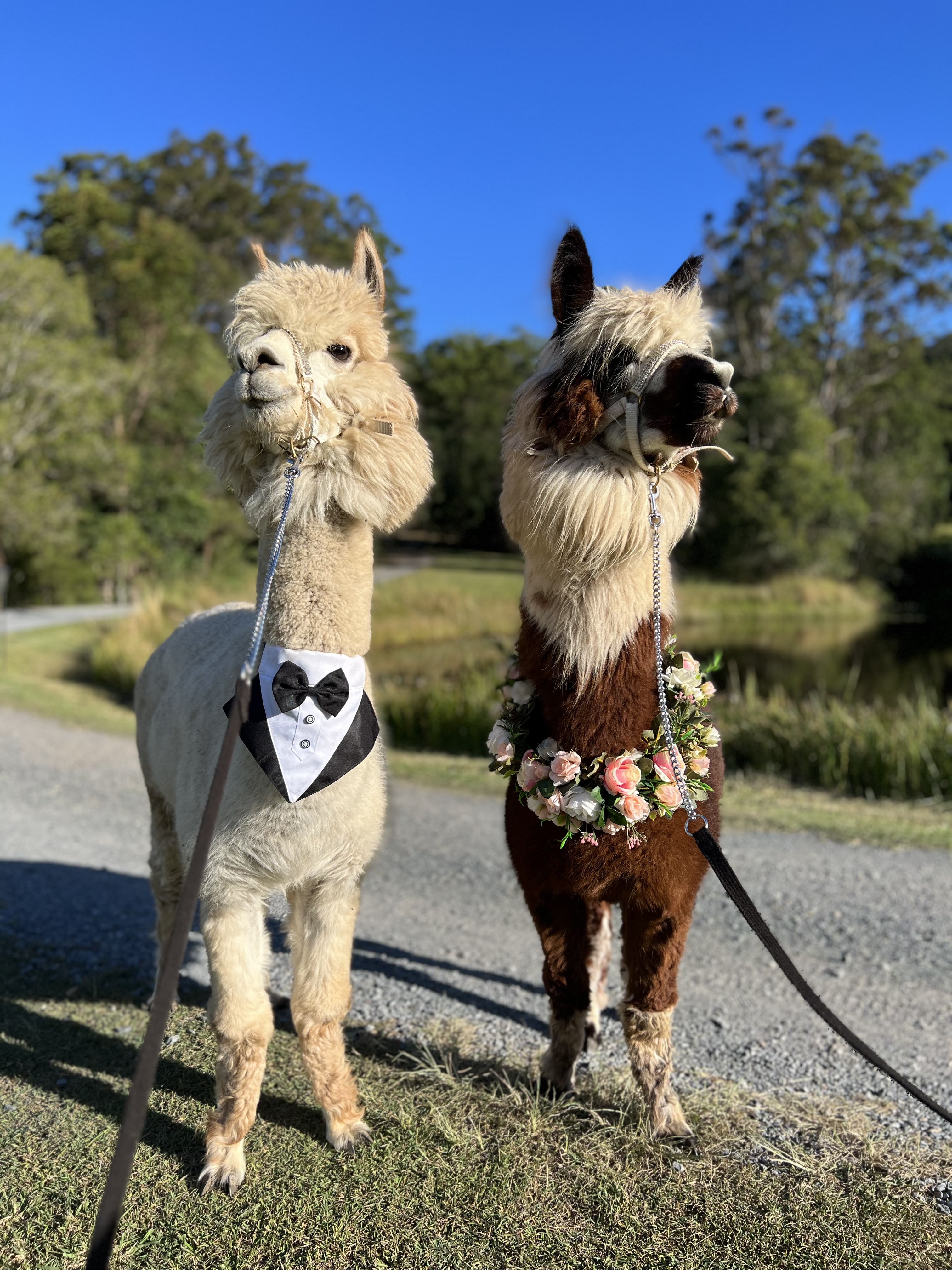 Mountview Alpaca Farm - Wedding Services Canungra | Easy Weddings